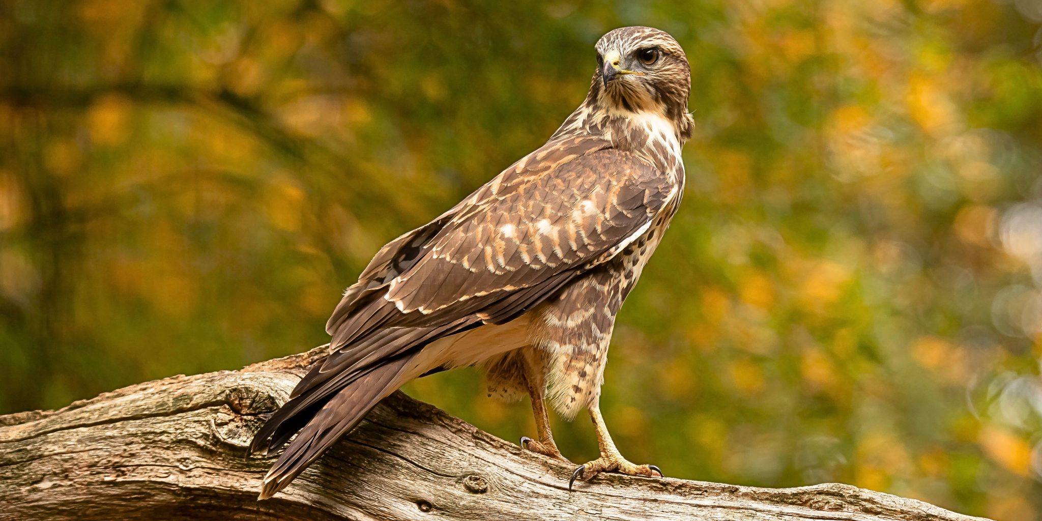 Top 10 Amazing Birdwatching Spots in Ireland